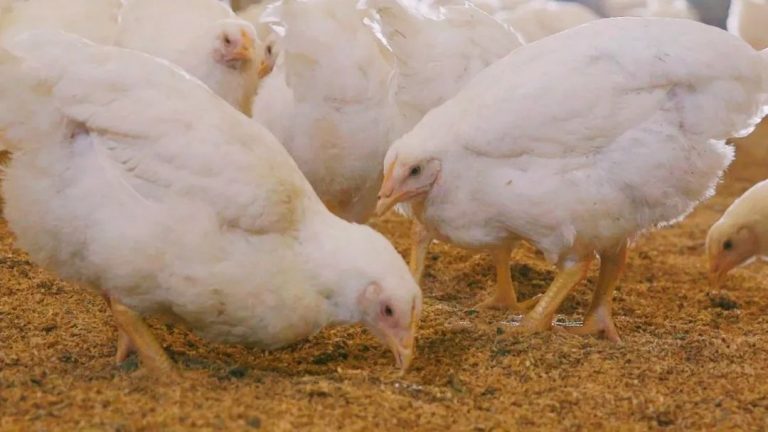 中国农大刘金华团队：H3N3亚型禽流感有可能成为鸡群新优势病毒