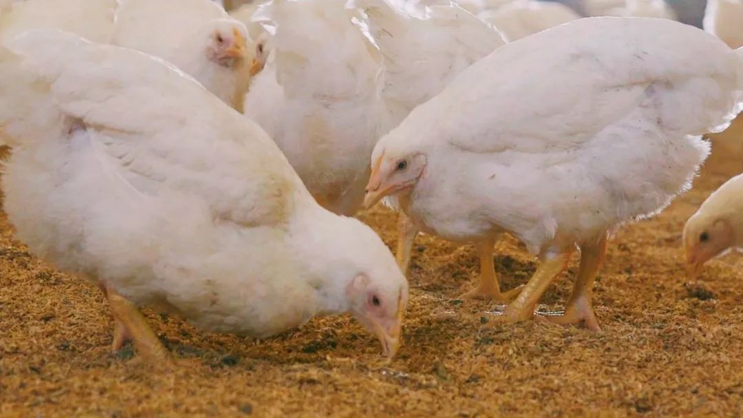 中国农大刘金华团队：H3N3亚型禽流感有可能成为鸡群新优势病毒