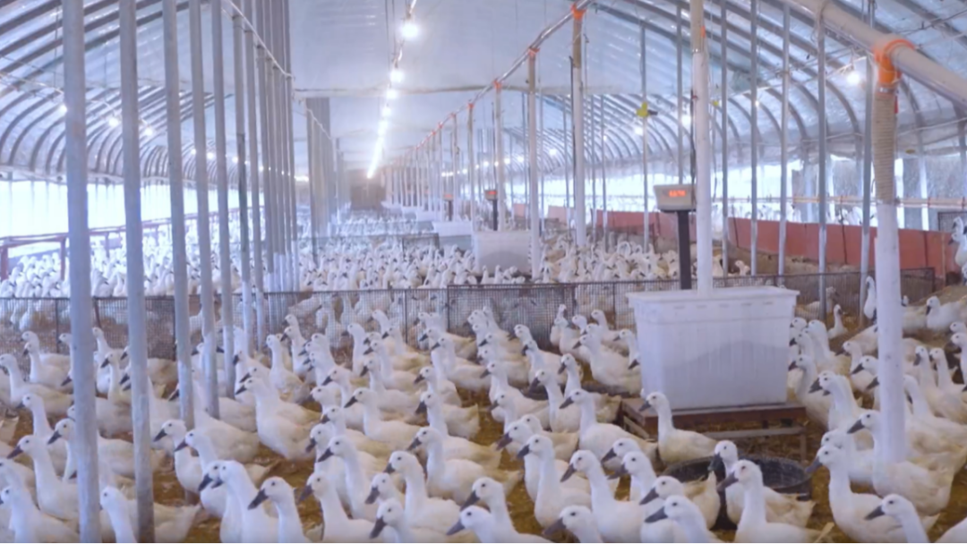 Cherry Valley Expands Duck Breeding Footprint with New Joint Venture in ...