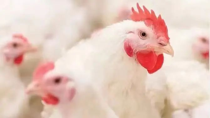 China’s Broiler Industry in 2024: White-Feather Broilers Gain Market ...