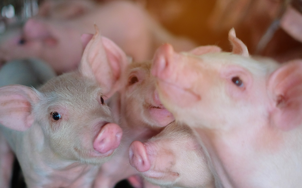 New Hope’s Pig Farming Overhaul Reverses Losses, Signals Profit Surge ...