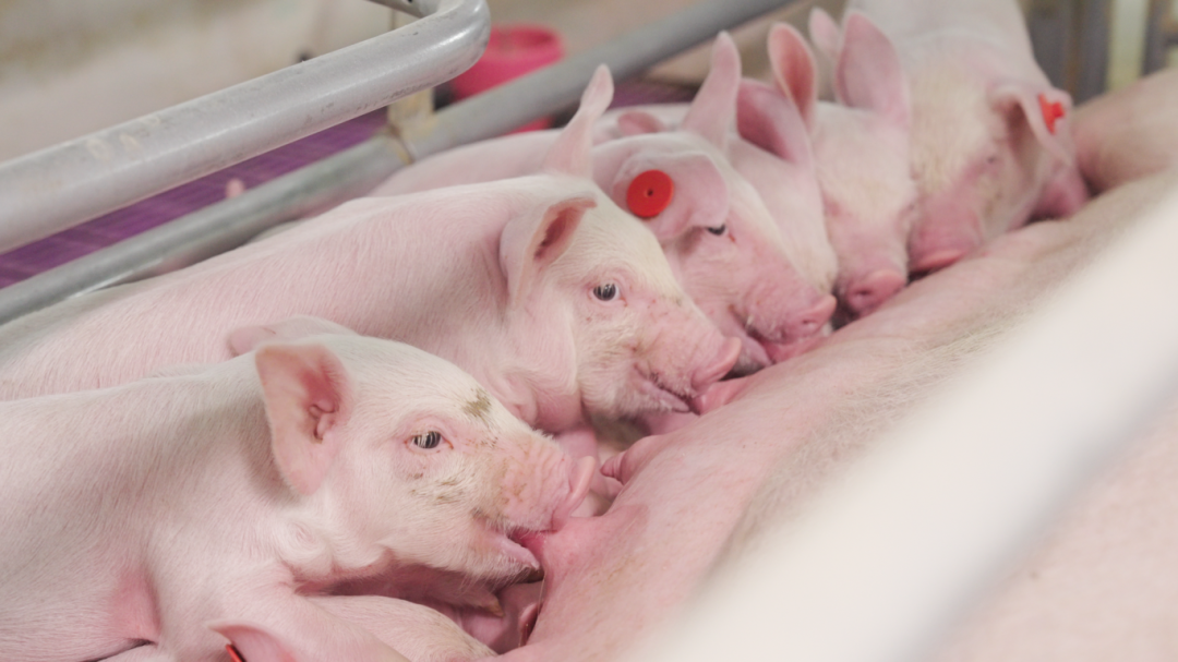 Cargill's New Global Innovation Center Sets a Bold Course for China's ...