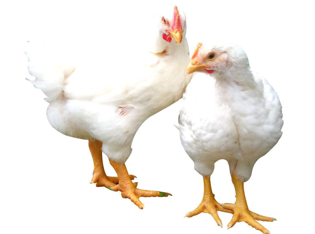 China’s New Poultry Breeds Under Review: Spotlight on Two Small White ...