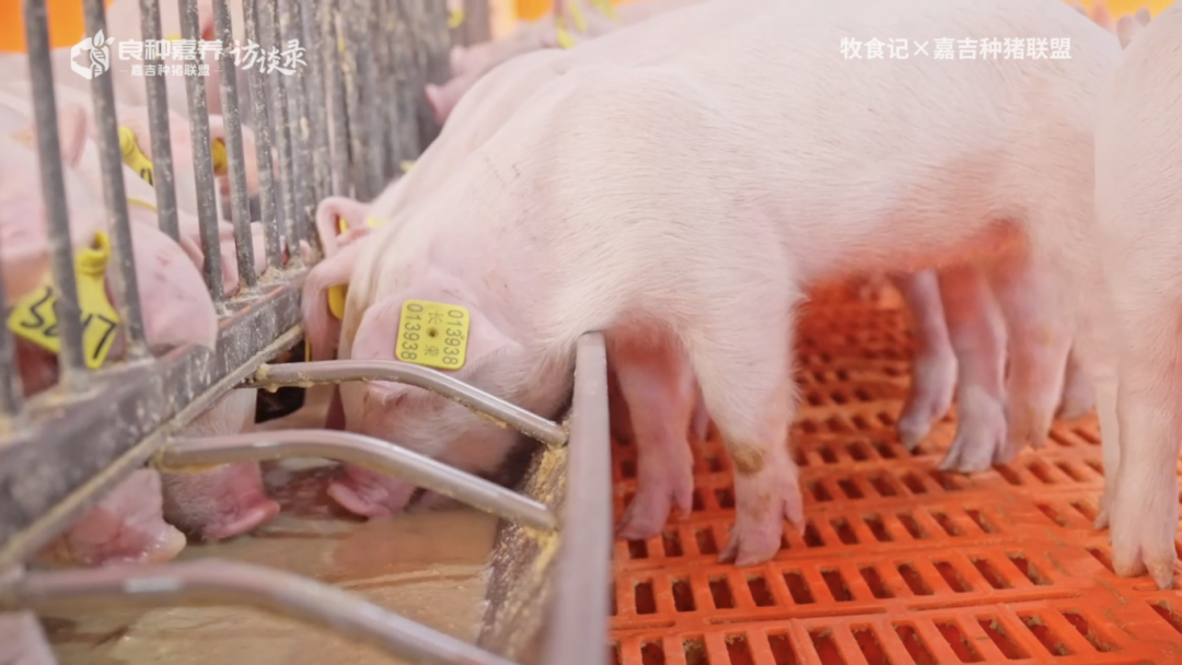 Changrong AgriTtech: Reshaping Pig Farming logic in China