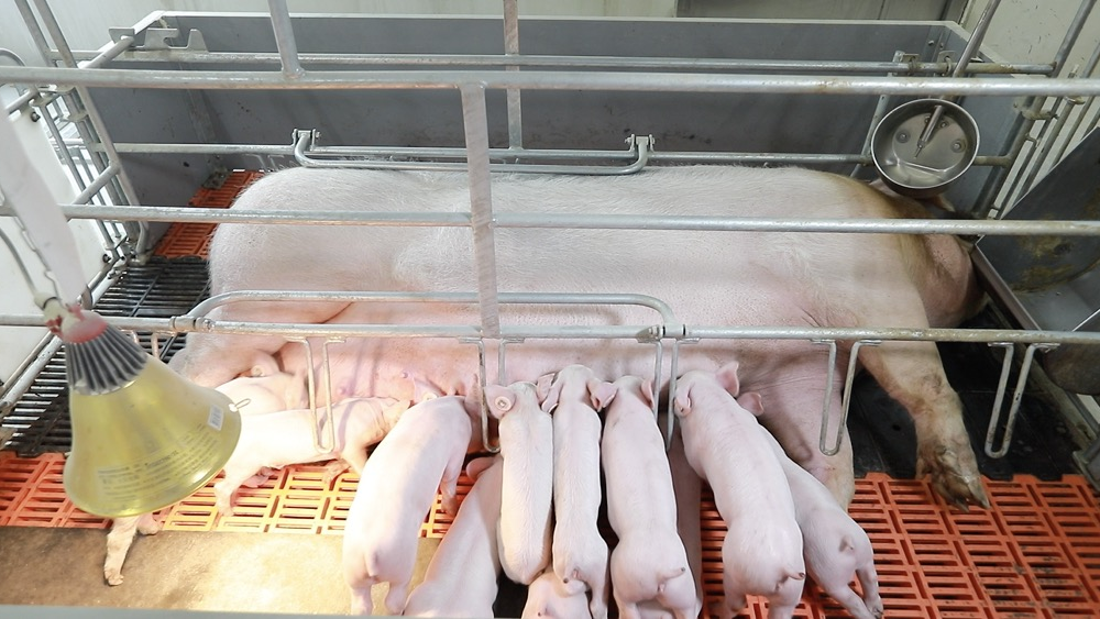 牧食记AgriPost.CN农牧企业的第二大脑Your Second Brain in Agri-food Industry中国农牧食品产业 ...