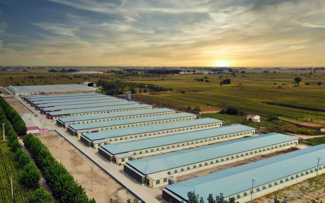 China’s laying hen inventory hits a 5-year high, but producers slip ...